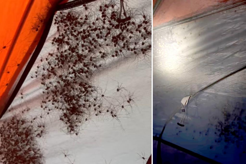 Hundreds Of Daddy Longlegs Cover Campers Tent In Skin Crawling Video